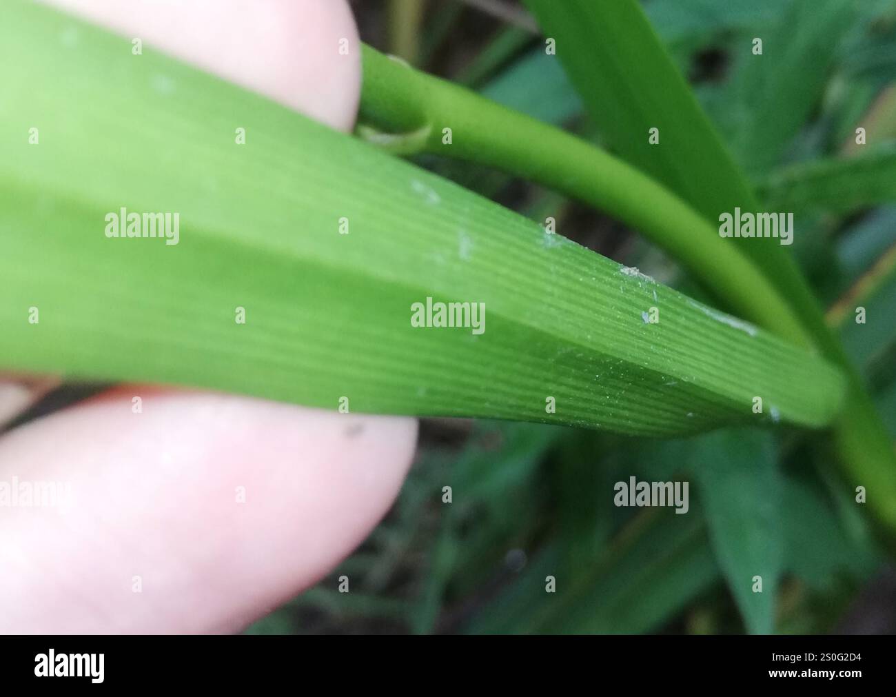 Branched Bur-reed (Sparganium erectum Stock Photo - Alamy