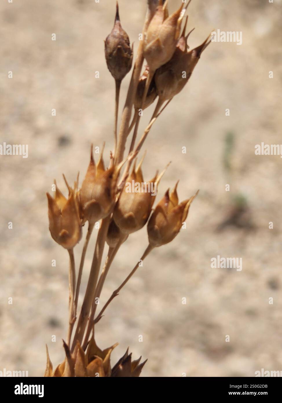 scarlet bugler (Penstemon centranthifolius Stock Photo - Alamy