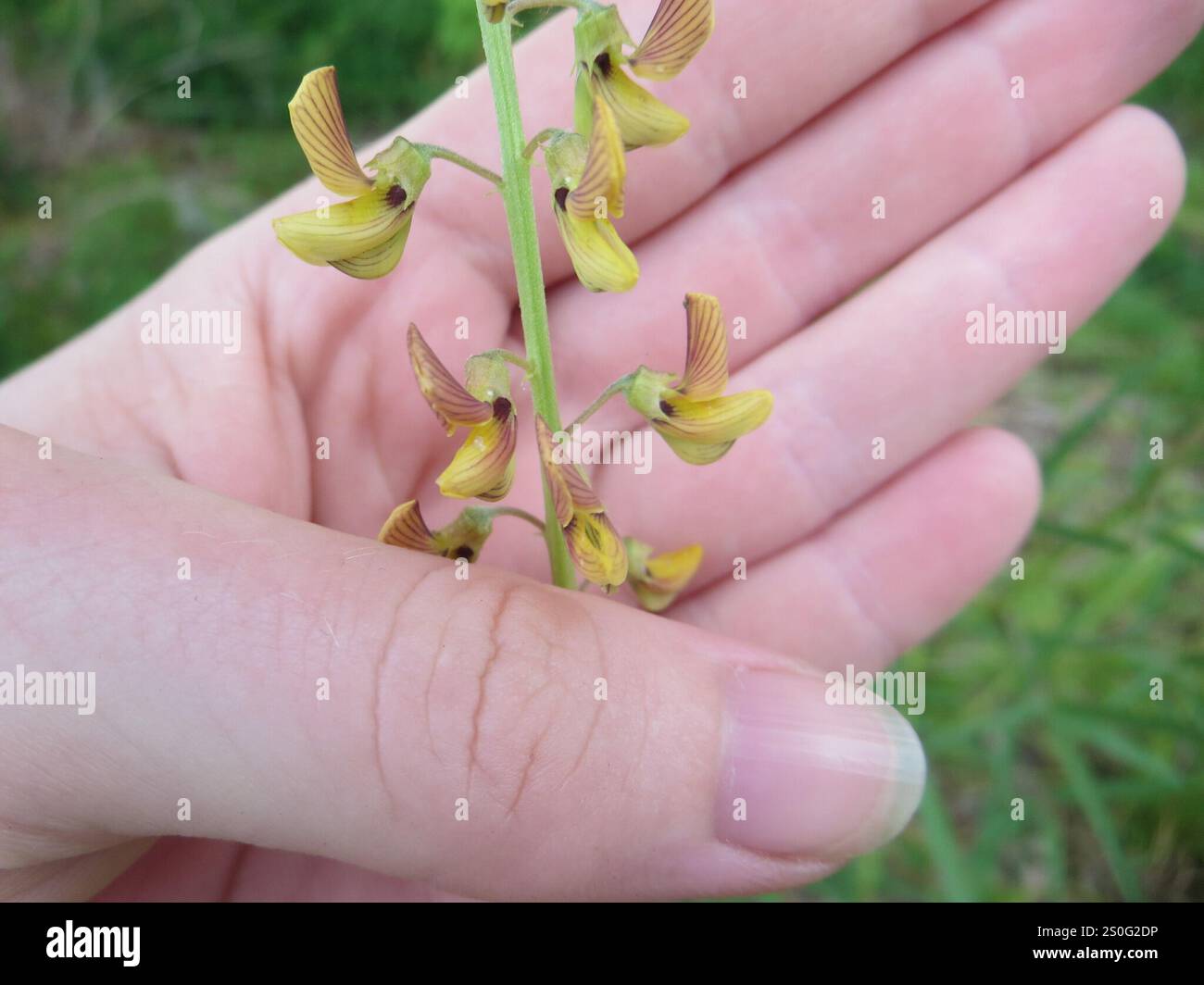 lanceleaf rattlebox (Crotalaria lanceolata Stock Photo - Alamy