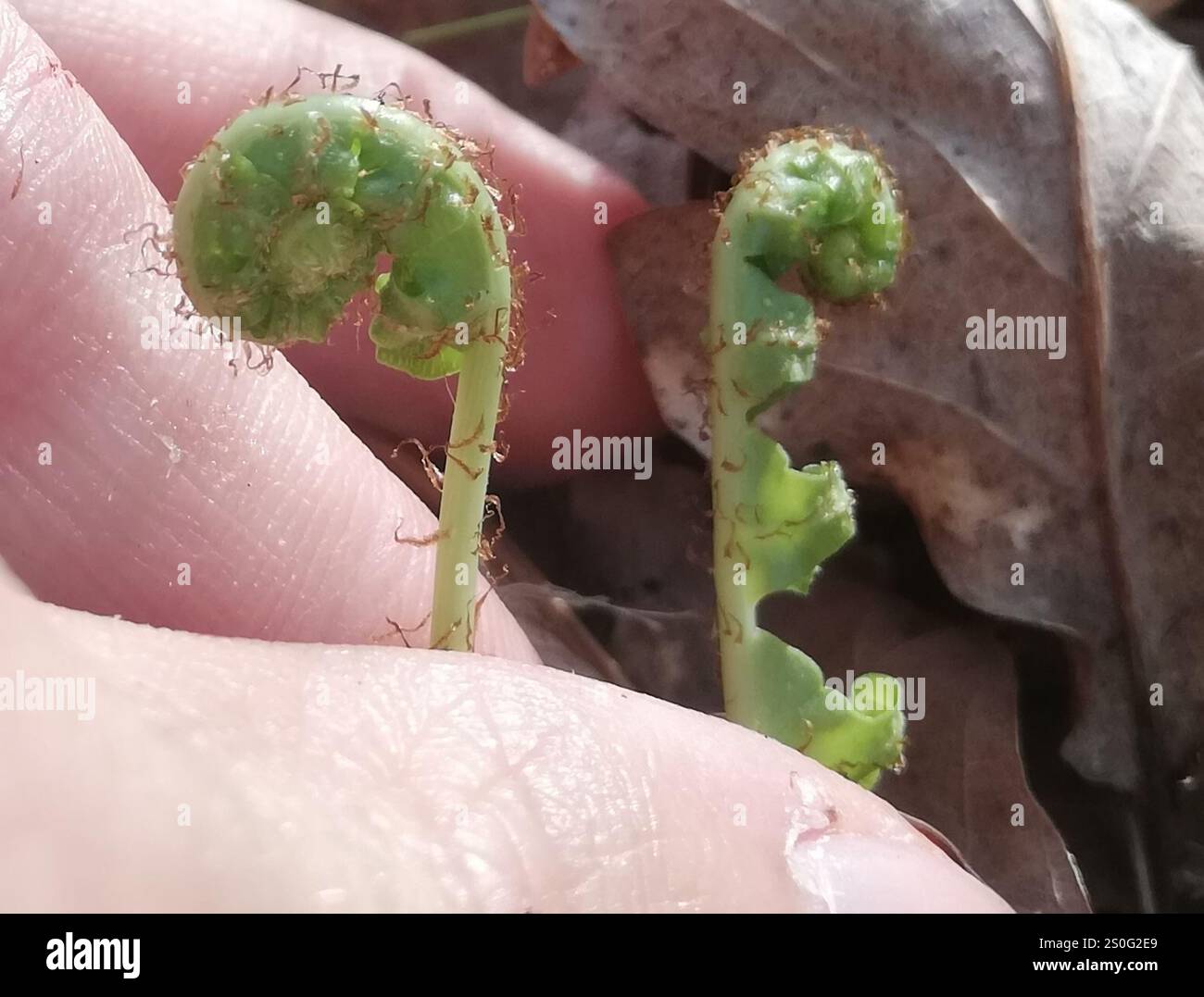 common polypody (Polypodium vulgare Stock Photo - Alamy