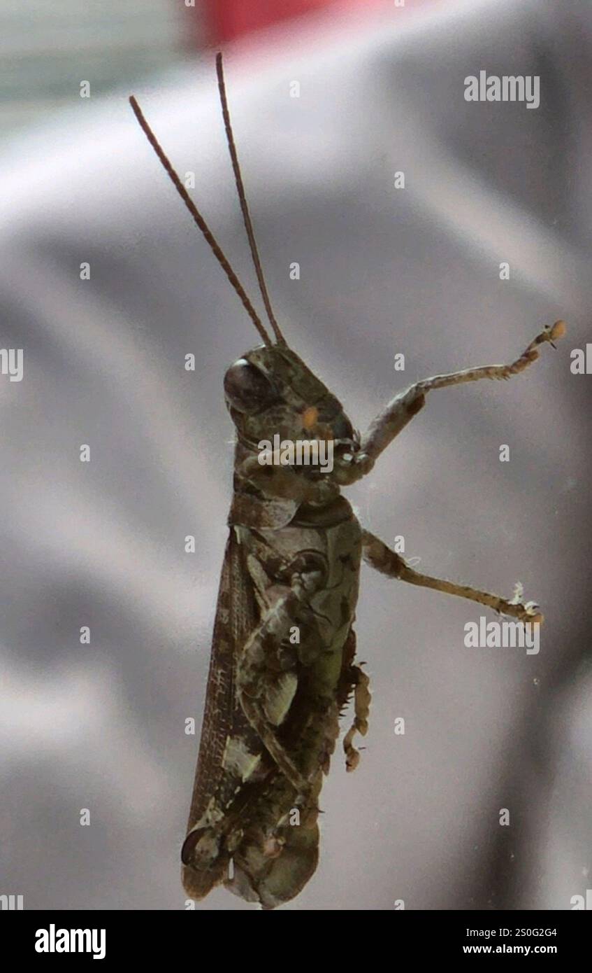 Pine tree Spur-throat Grasshopper (Melanoplus punctulatus Stock Photo ...