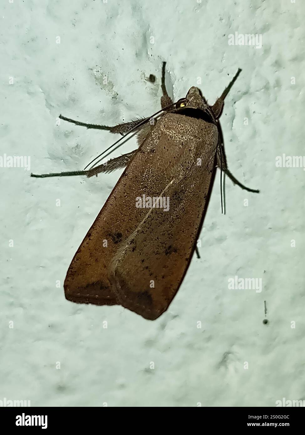 Variegated Cutworm Moth (Peridroma saucia Stock Photo - Alamy