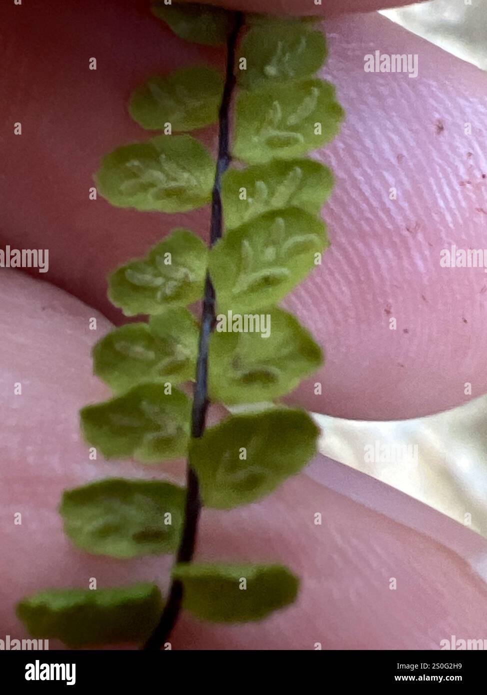 common maidenhair spleenwort (Asplenium trichomanes quadrivalens Stock ...