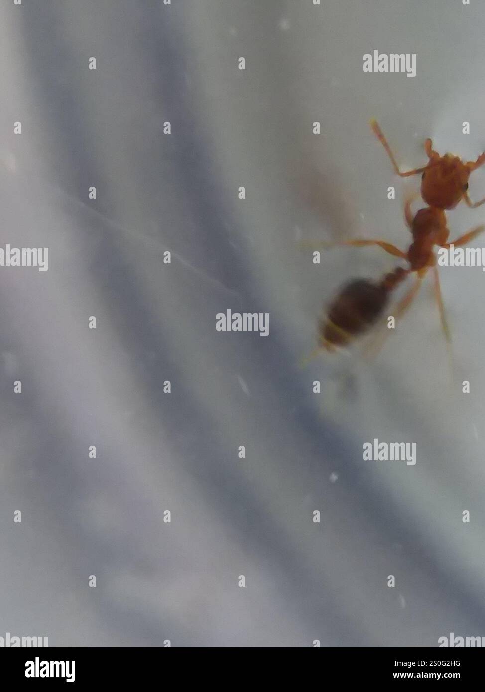 Red Imported Fire Ant (Solenopsis invicta Stock Photo - Alamy