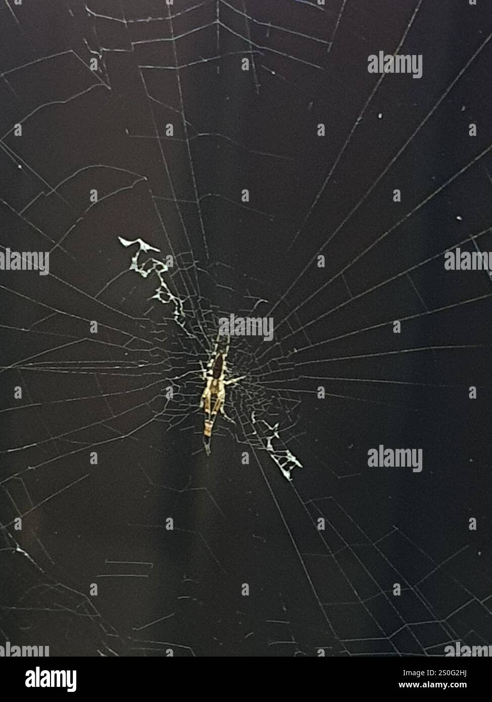 Ninja-star Ceiling Spider (Zosis geniculata Stock Photo - Alamy