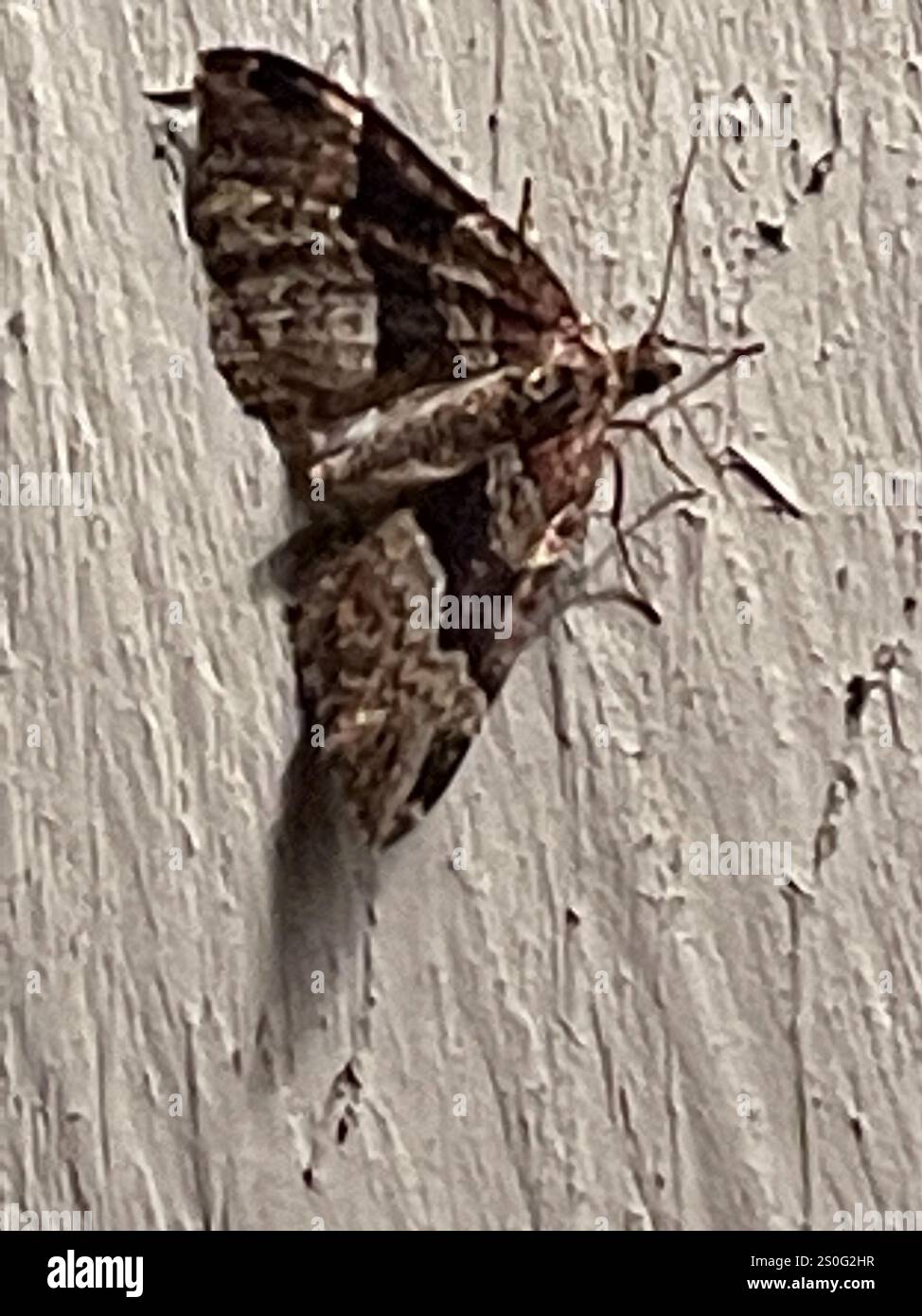 American Sharp-angled Carpet (Euphyia intermediata Stock Photo - Alamy