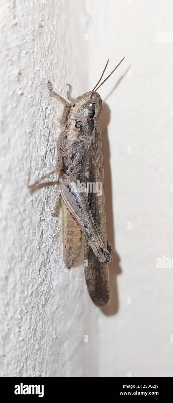 Slender Green-winged Grasshopper (Aiolopus thalassinus Stock Photo - Alamy