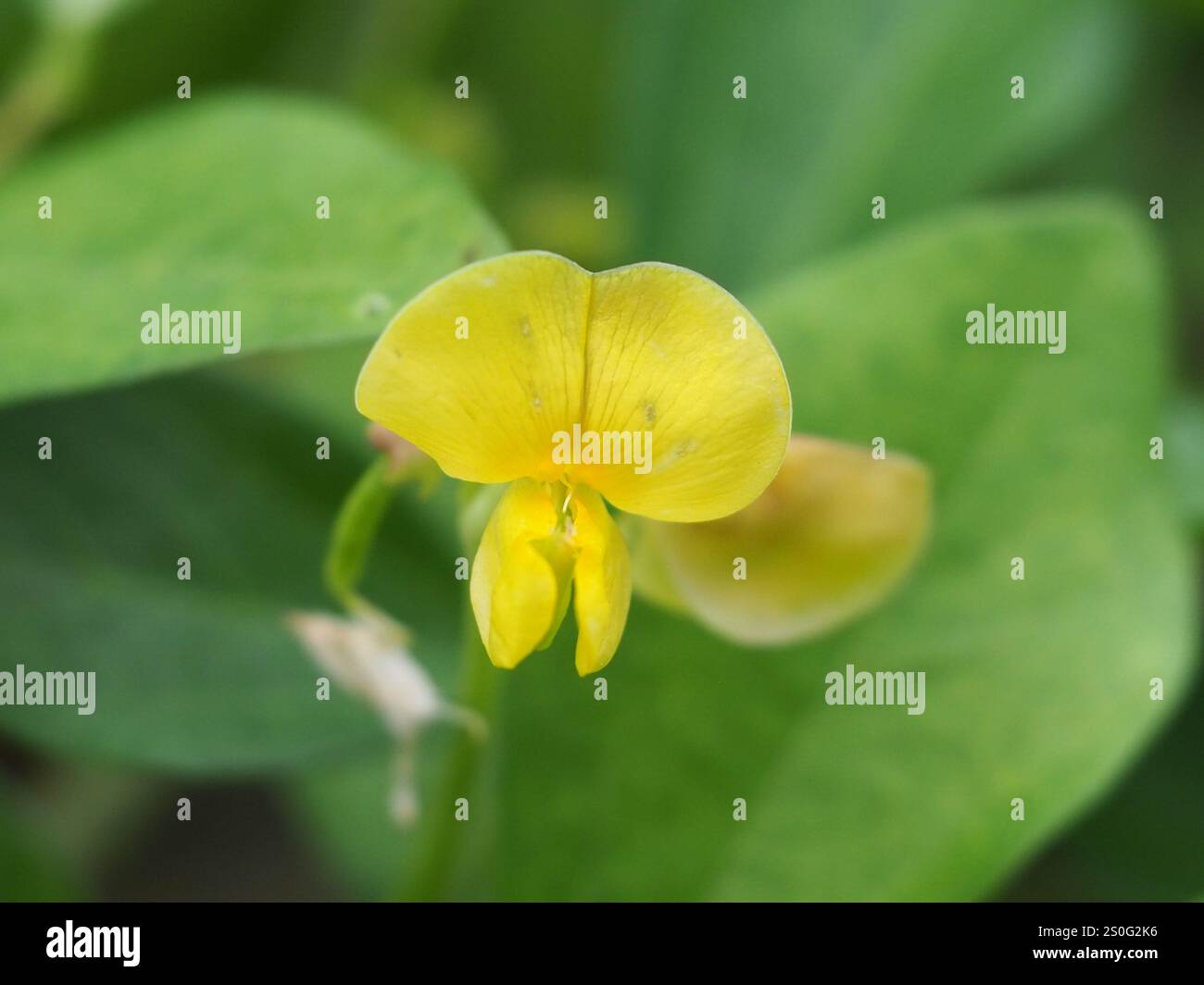 beach pea (Vigna marina Stock Photo - Alamy