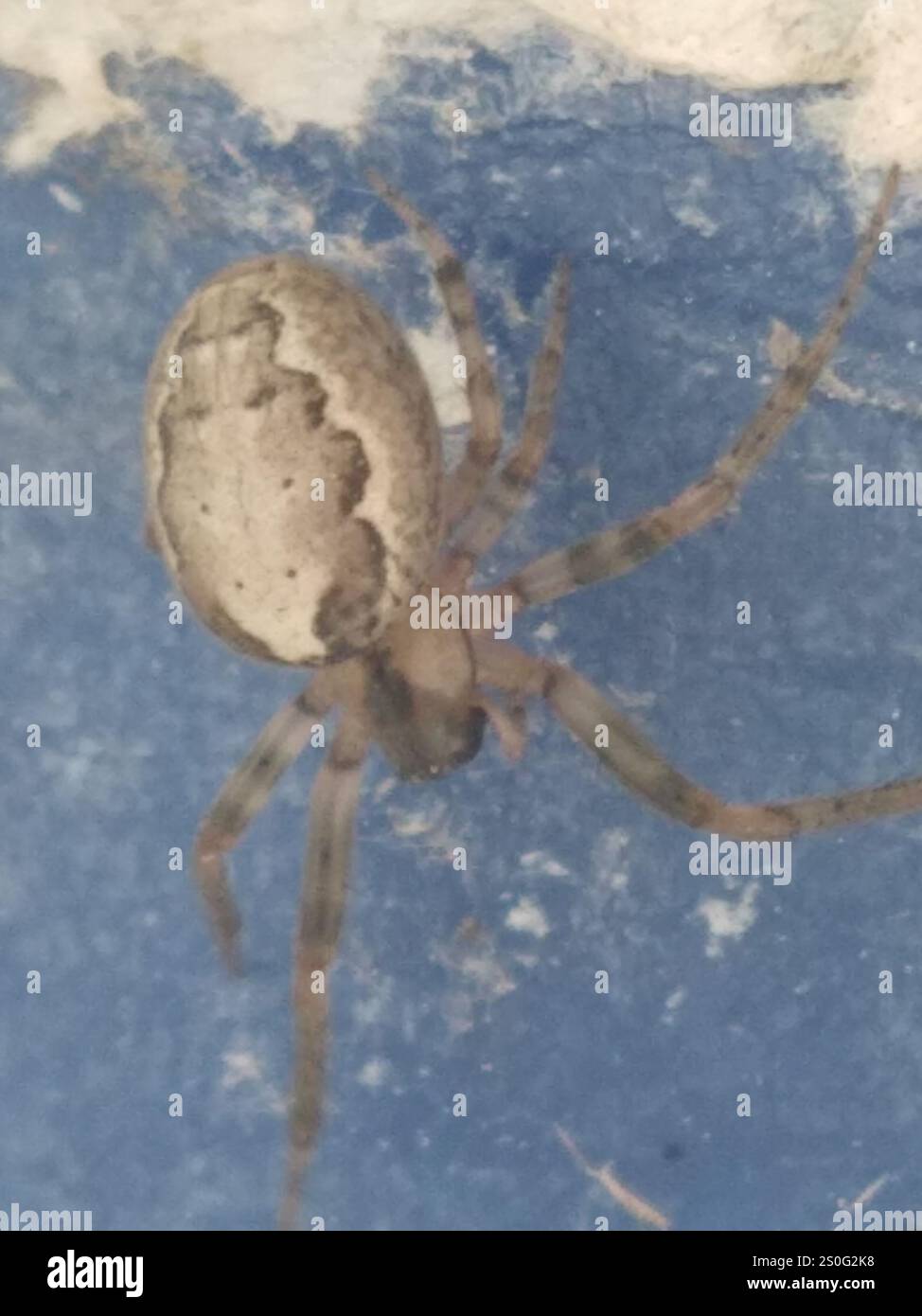 Silver-sided Sector Spider (Zygiella x-notata Stock Photo - Alamy