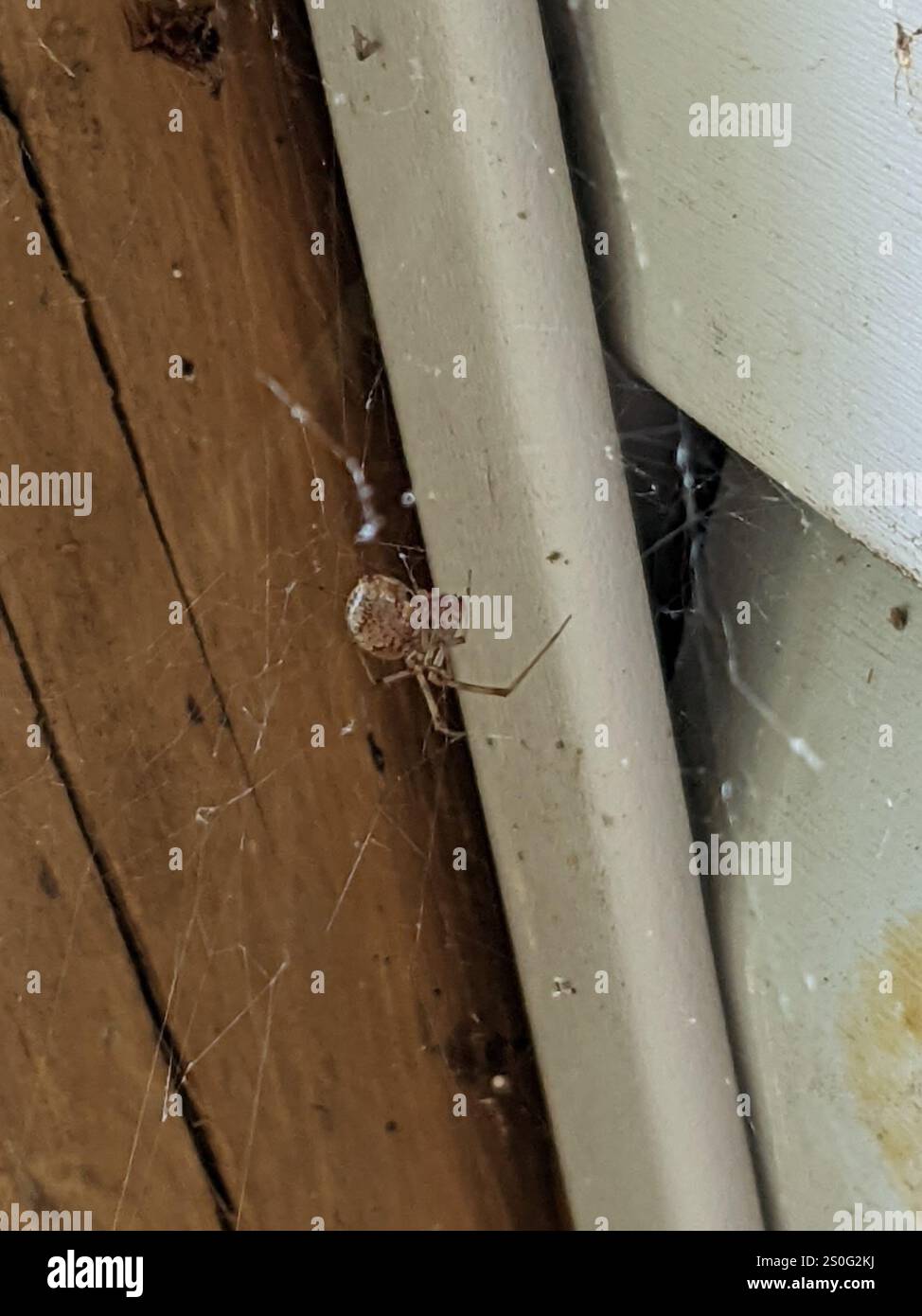 Common House Spider (Parasteatoda tepidariorum Stock Photo - Alamy