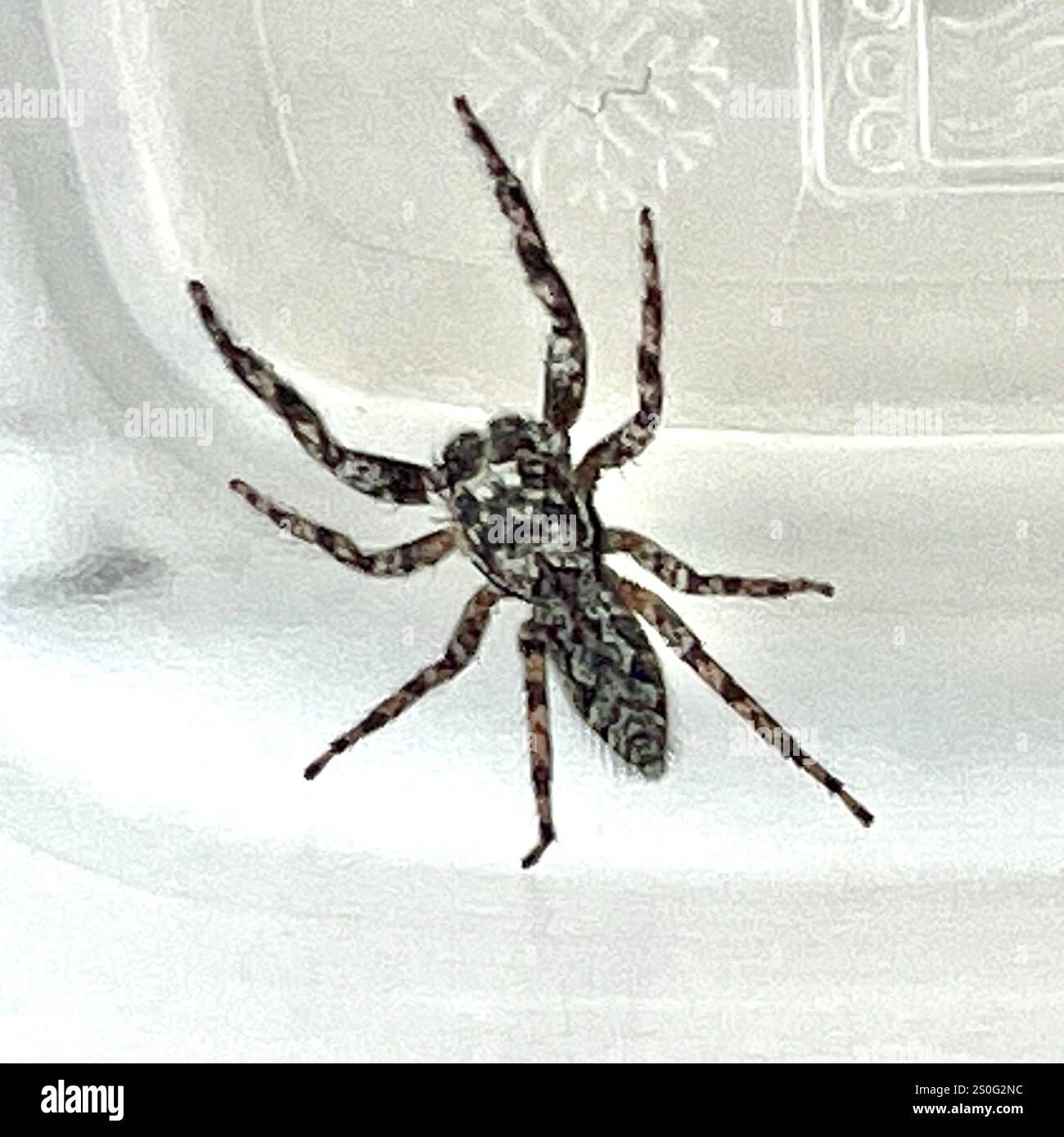 Tan Jumping Spider (Platycryptus undatus Stock Photo - Alamy