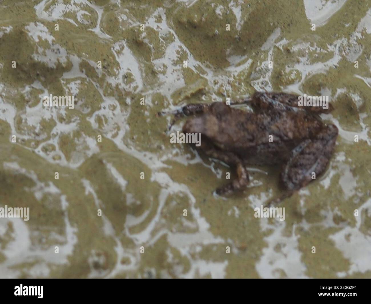 Cachabi Robber Frog (Pristimantis achatinus Stock Photo - Alamy
