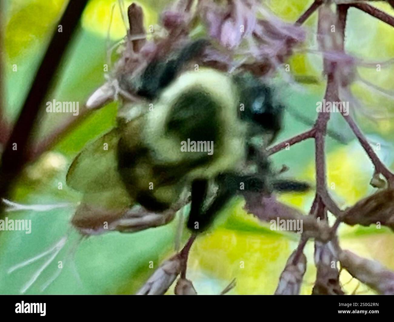 Common Eastern Bumble Bee (Bombus impatiens Stock Photo - Alamy