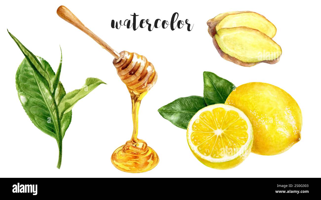 Hand-Painted Watercolor Honey Drizzle Stick, Lemon, Ginger Slices, and ...