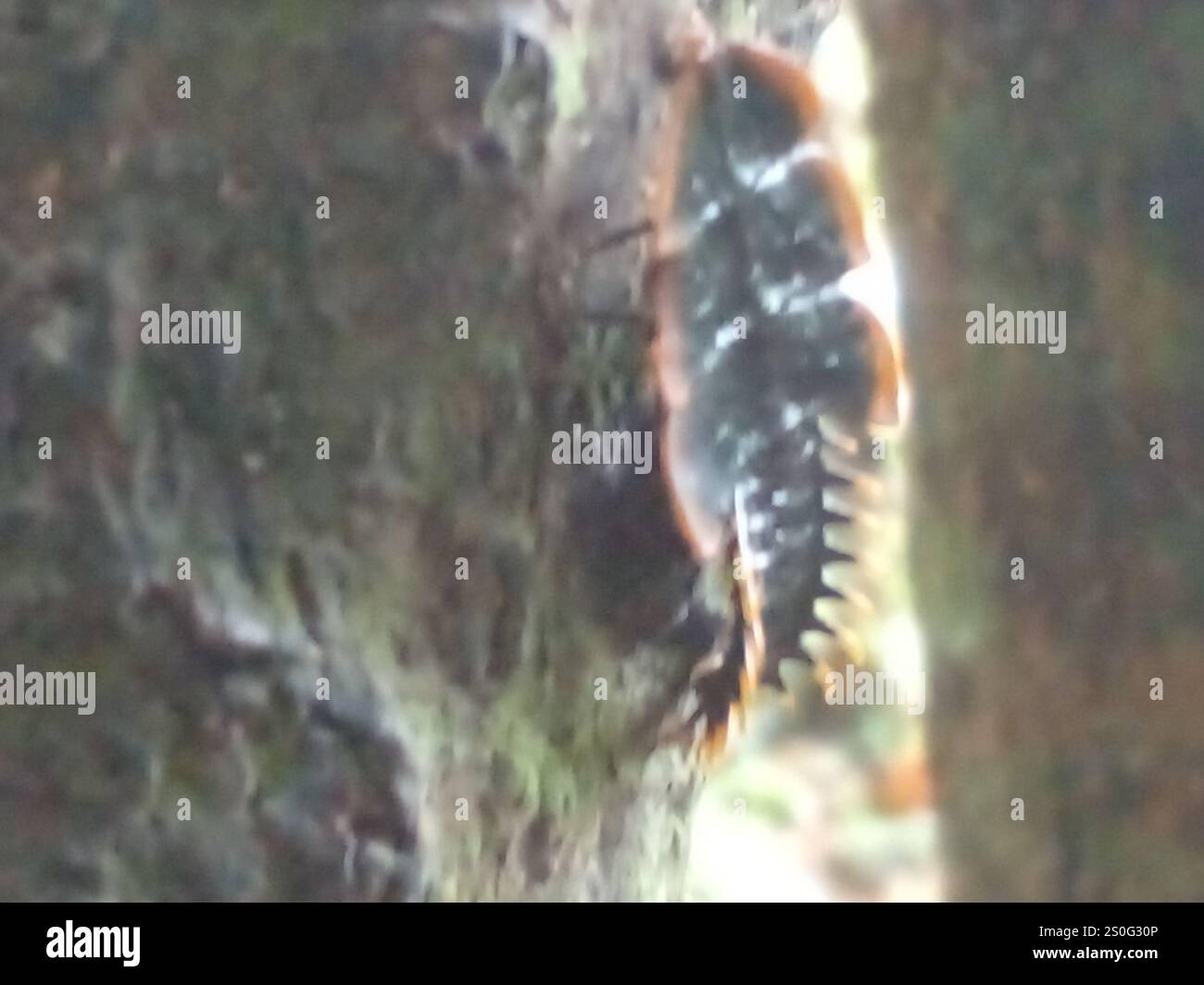 Trilobite Beetles (Platerodrilus Stock Photo - Alamy