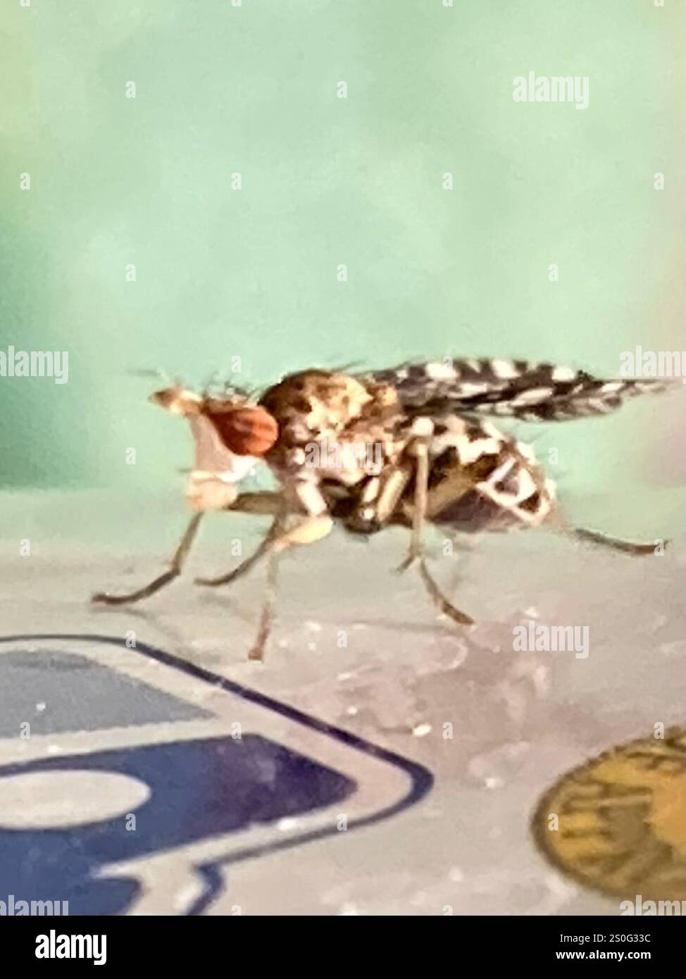 Spotted Marsh Fly (Trypetoptera punctulata Stock Photo - Alamy