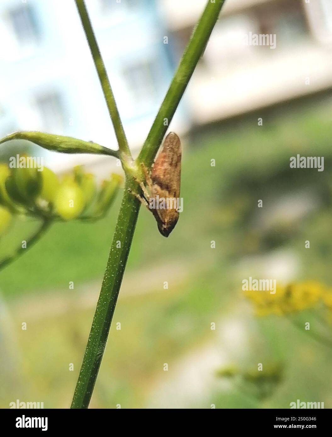 True Spittlebugs (Aphrophoridae Stock Photo - Alamy