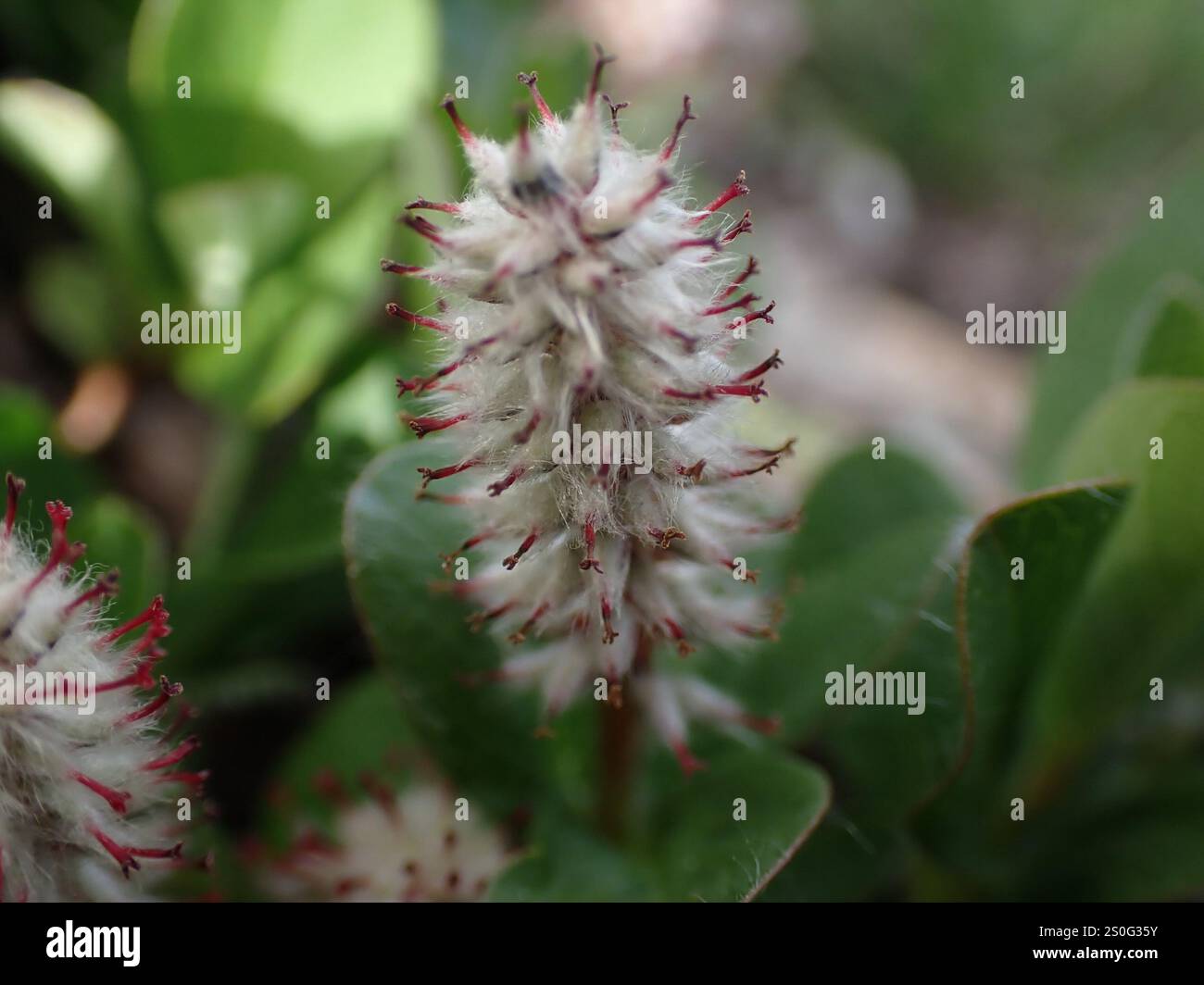 arctic willow (Salix arctica Stock Photo - Alamy