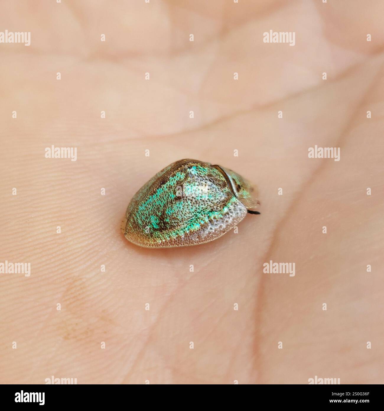 Wild Olive Tortoise Beetle (Physonota alutacea Stock Photo - Alamy