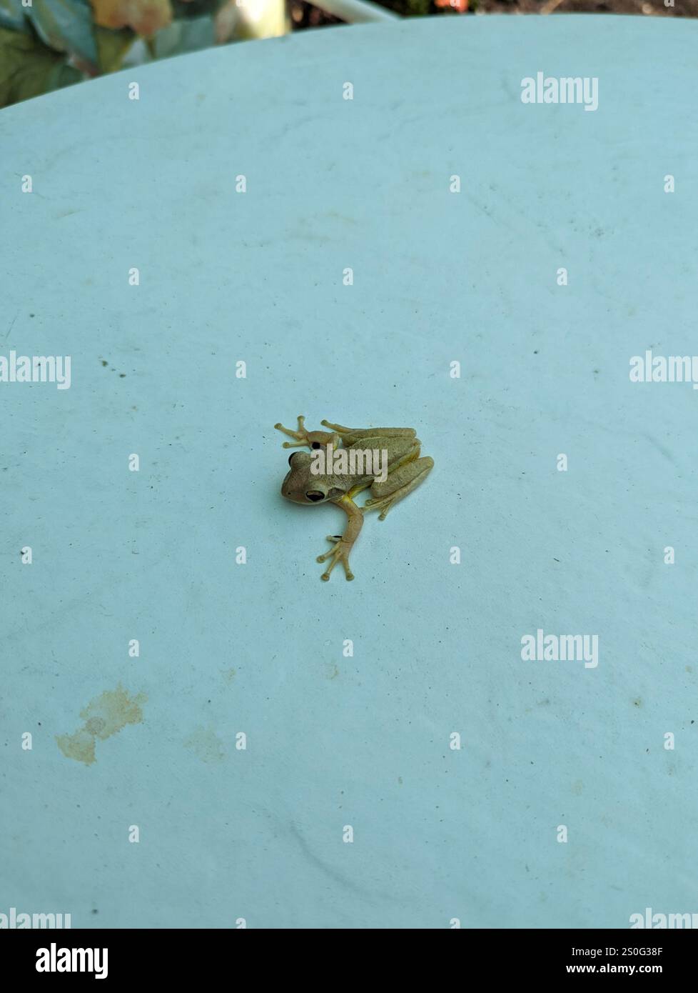 Cuban Tree Frog (Osteopilus septentrionalis Stock Photo - Alamy