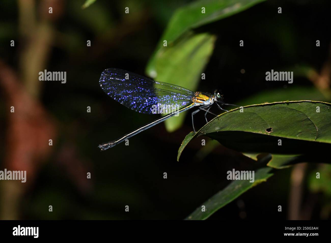 Broad-winged Damselflies (Calopterygidae Stock Photo - Alamy