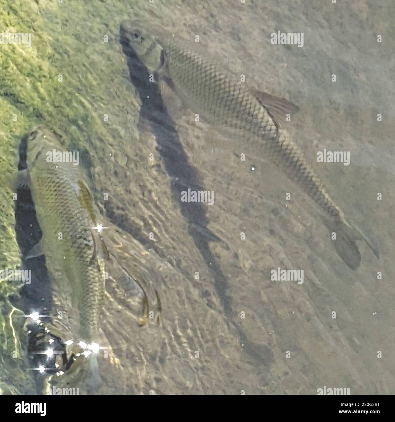 Common dace (Leuciscus leuciscus Stock Photo - Alamy