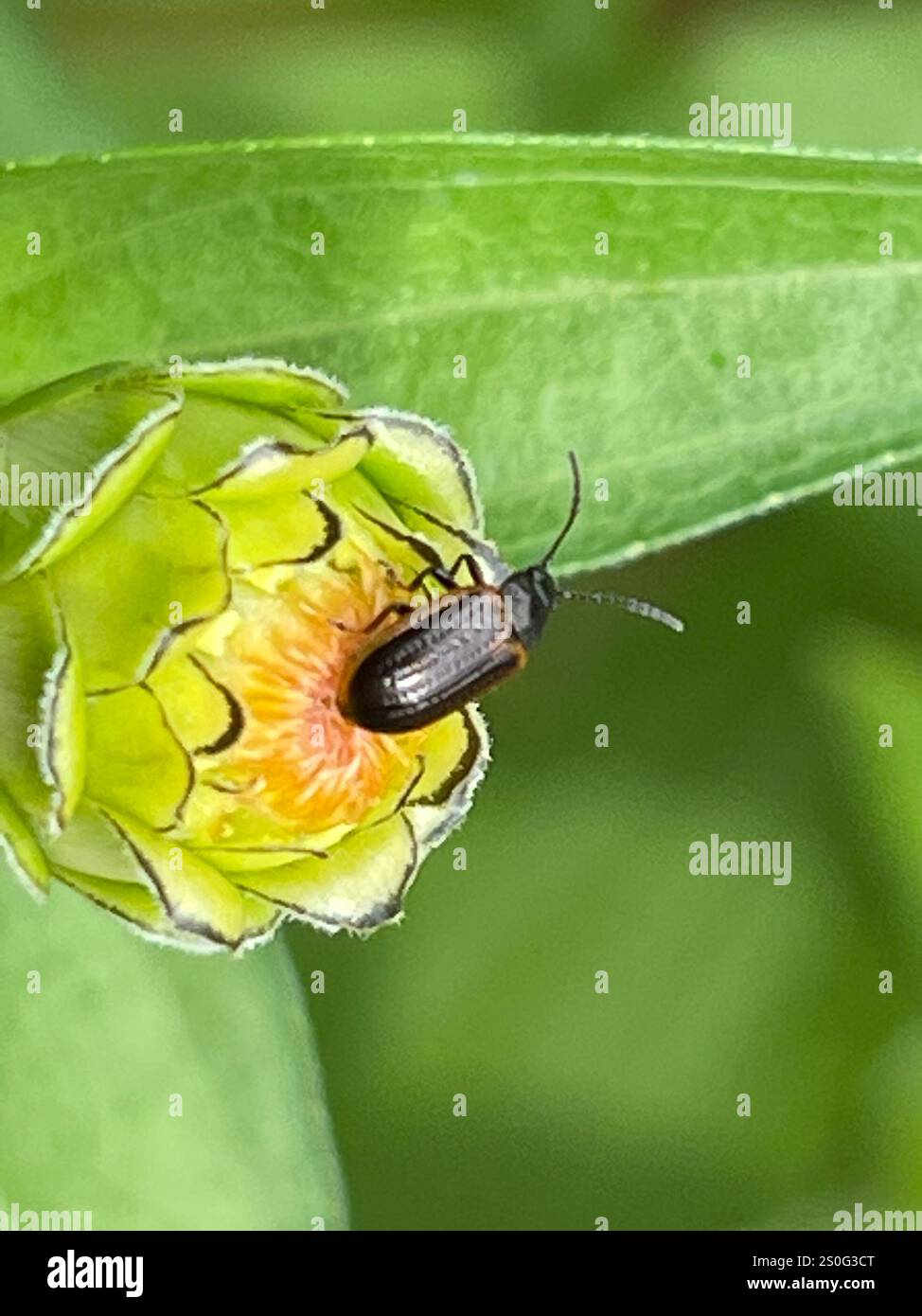 Yellow-margined Leaf Beetle (Microtheca ochroloma Stock Photo - Alamy