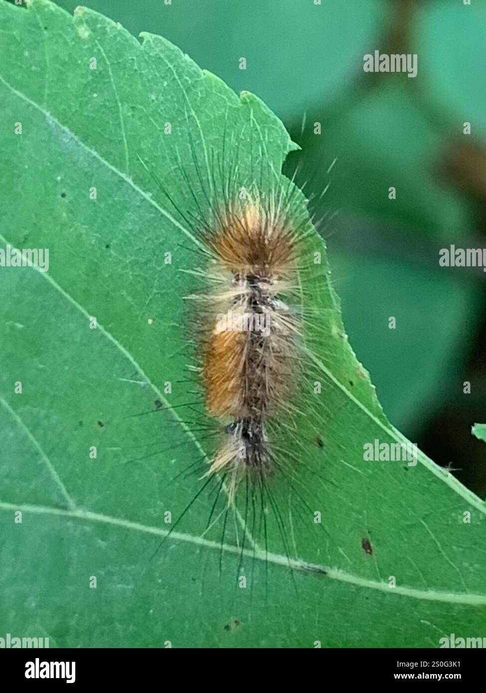 Black v moth hi-res stock photography and images - Alamy