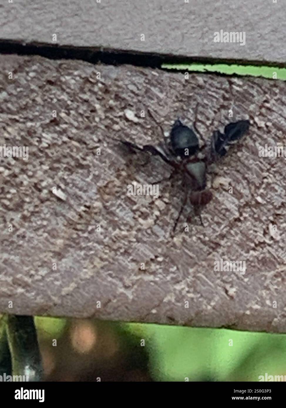 Common Picture-winged Fly (Delphinia picta Stock Photo - Alamy