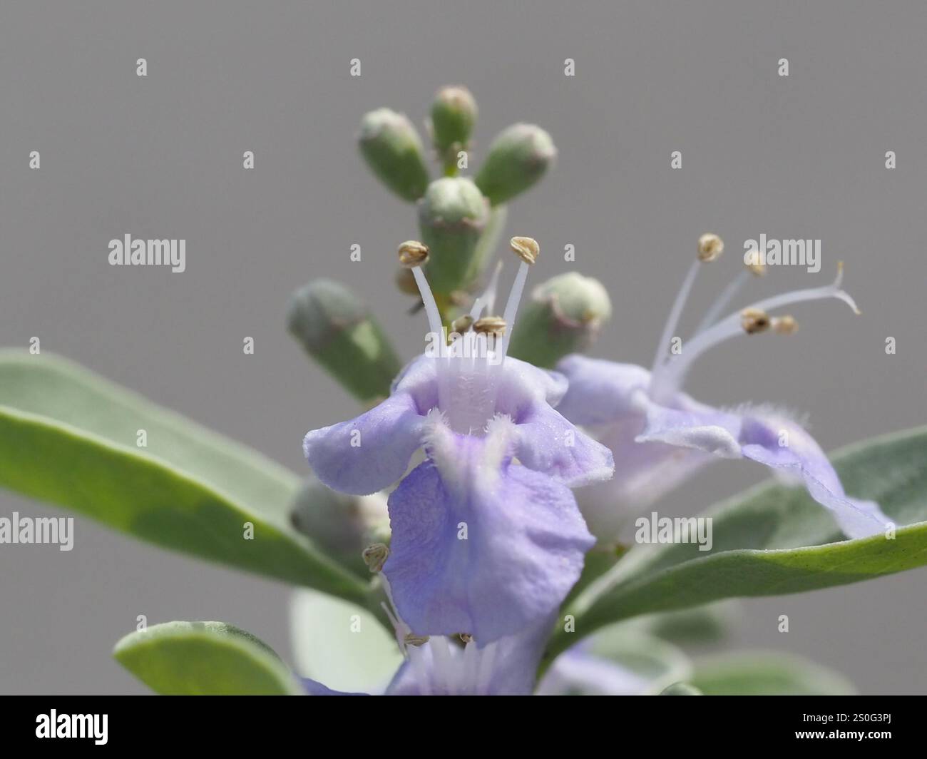Beach Vitex (Vitex rotundifolia Stock Photo - Alamy
