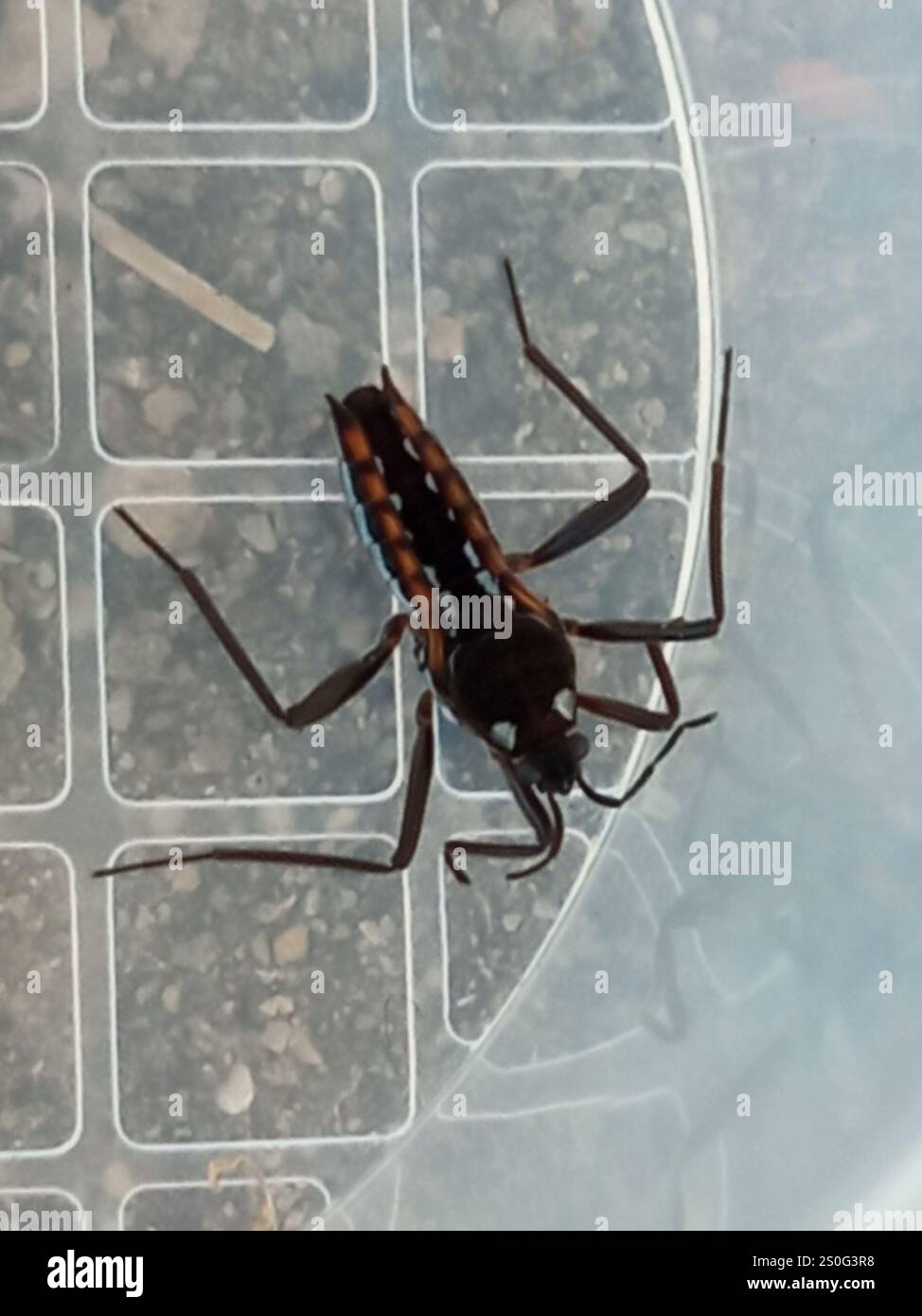 Water Crickets (Velia Stock Photo - Alamy