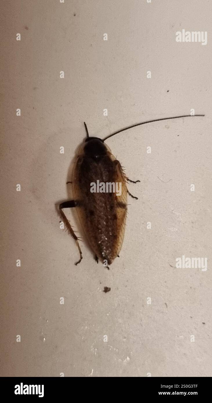 Ectobius lapponicus dusky cockroach hi-res stock photography and images ...