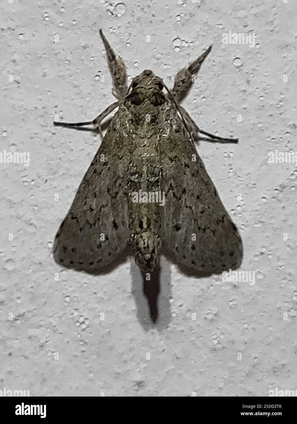 Owlet Moths and Allies (Noctuoidea Stock Photo - Alamy