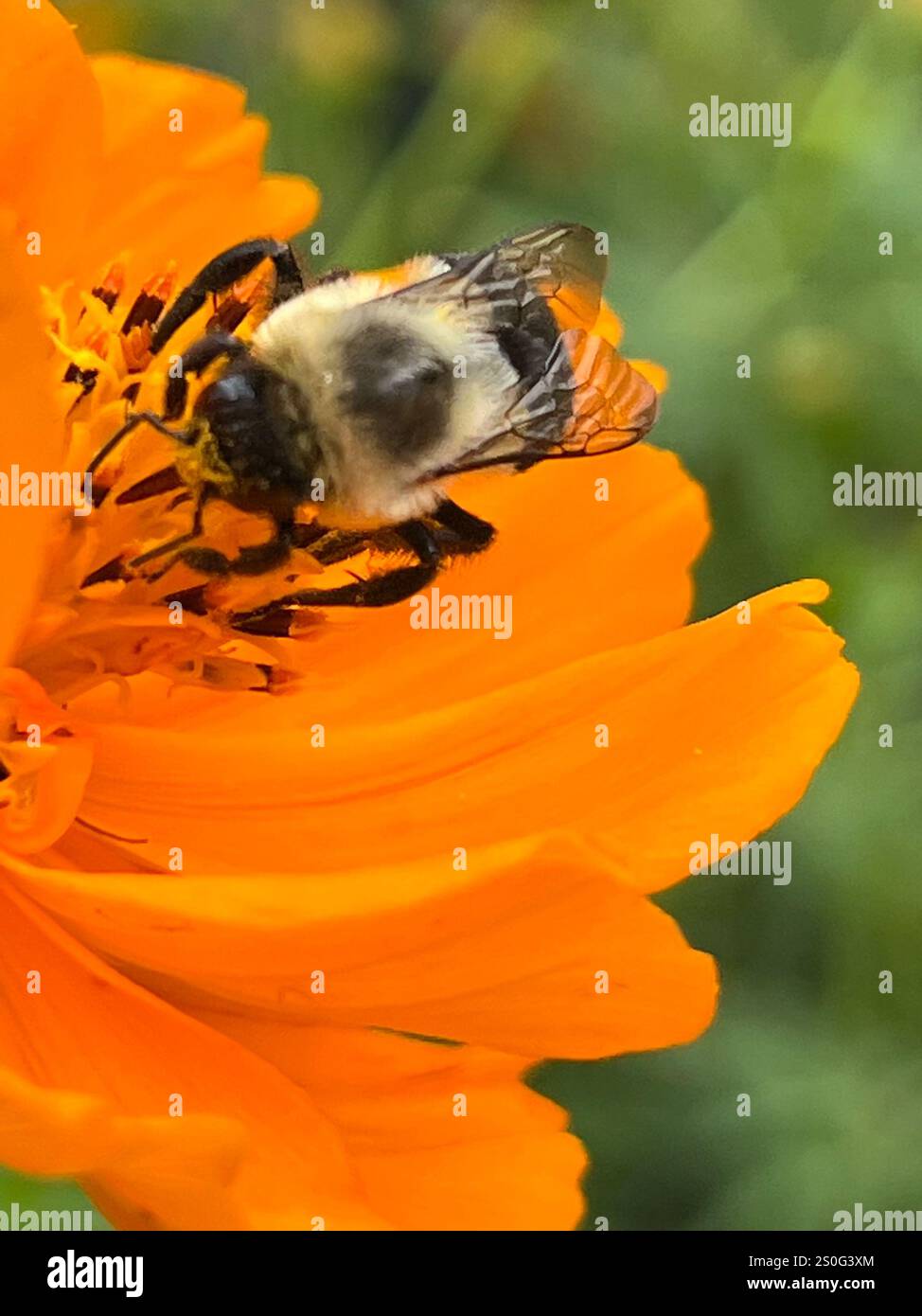 Common Eastern Bumble Bee (Bombus impatiens Stock Photo - Alamy