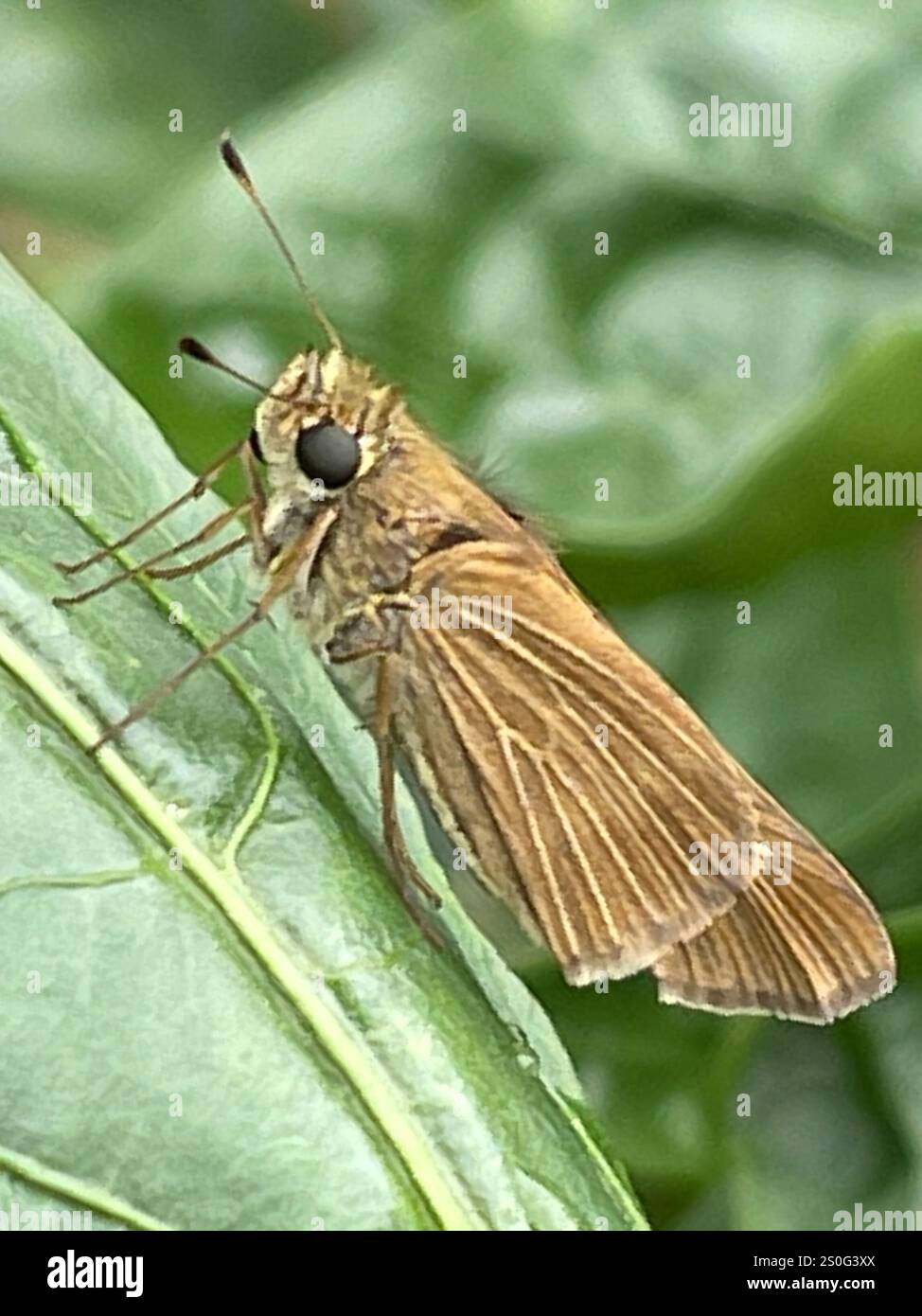 Ocola hi-res stock photography and images - Alamy