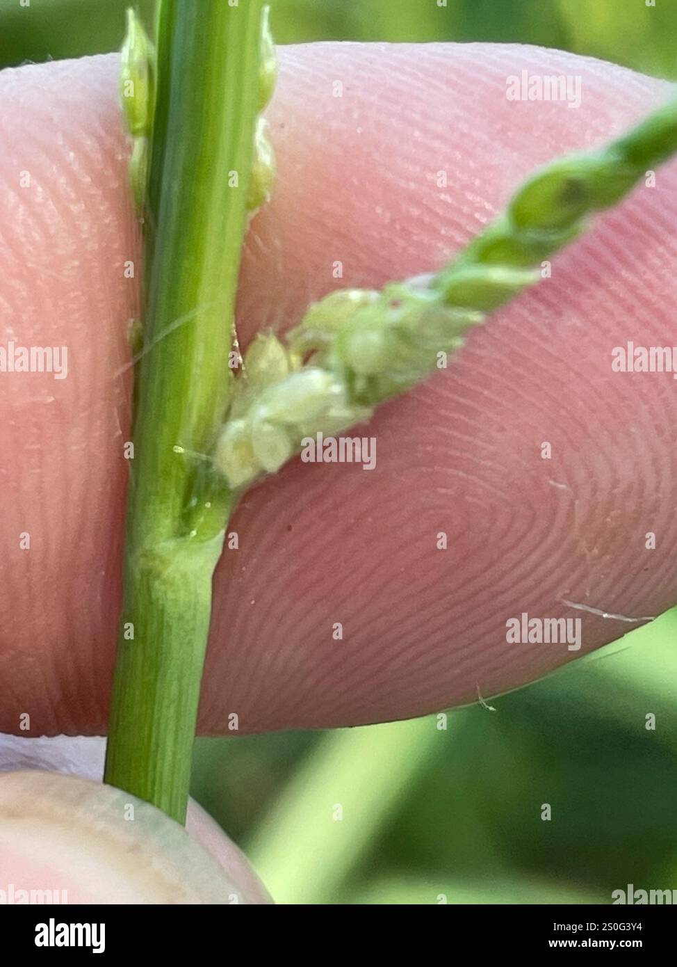 Vasey Grass (Paspalum urvillei Stock Photo - Alamy