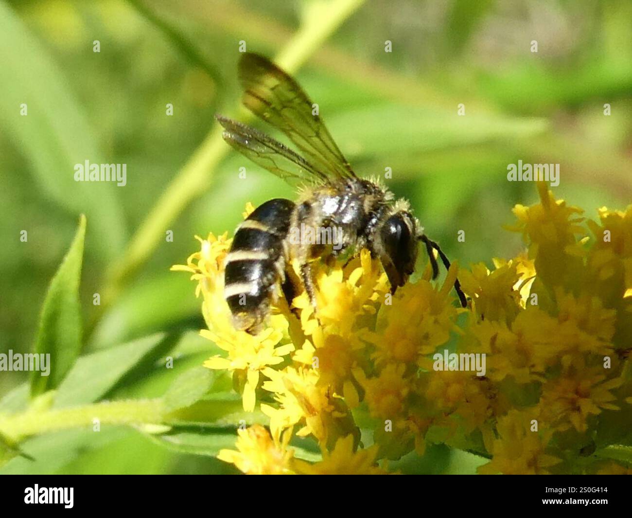 Cloudy-winged Mining Bee (Andrena nubecula Stock Photo - Alamy