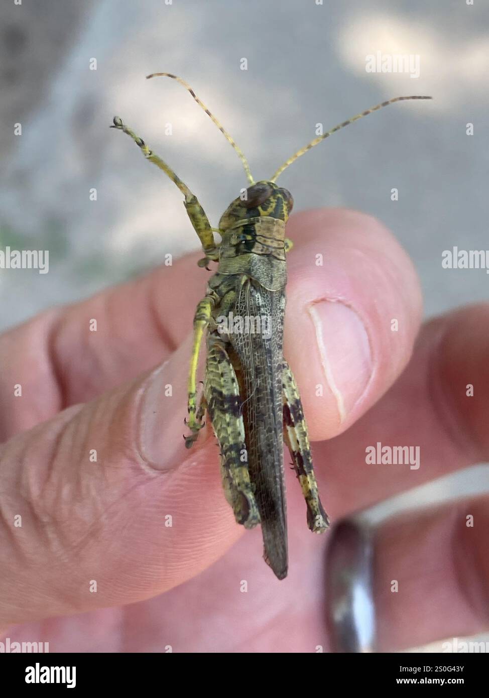 Pine tree Spur-throat Grasshopper (Melanoplus punctulatus Stock Photo ...