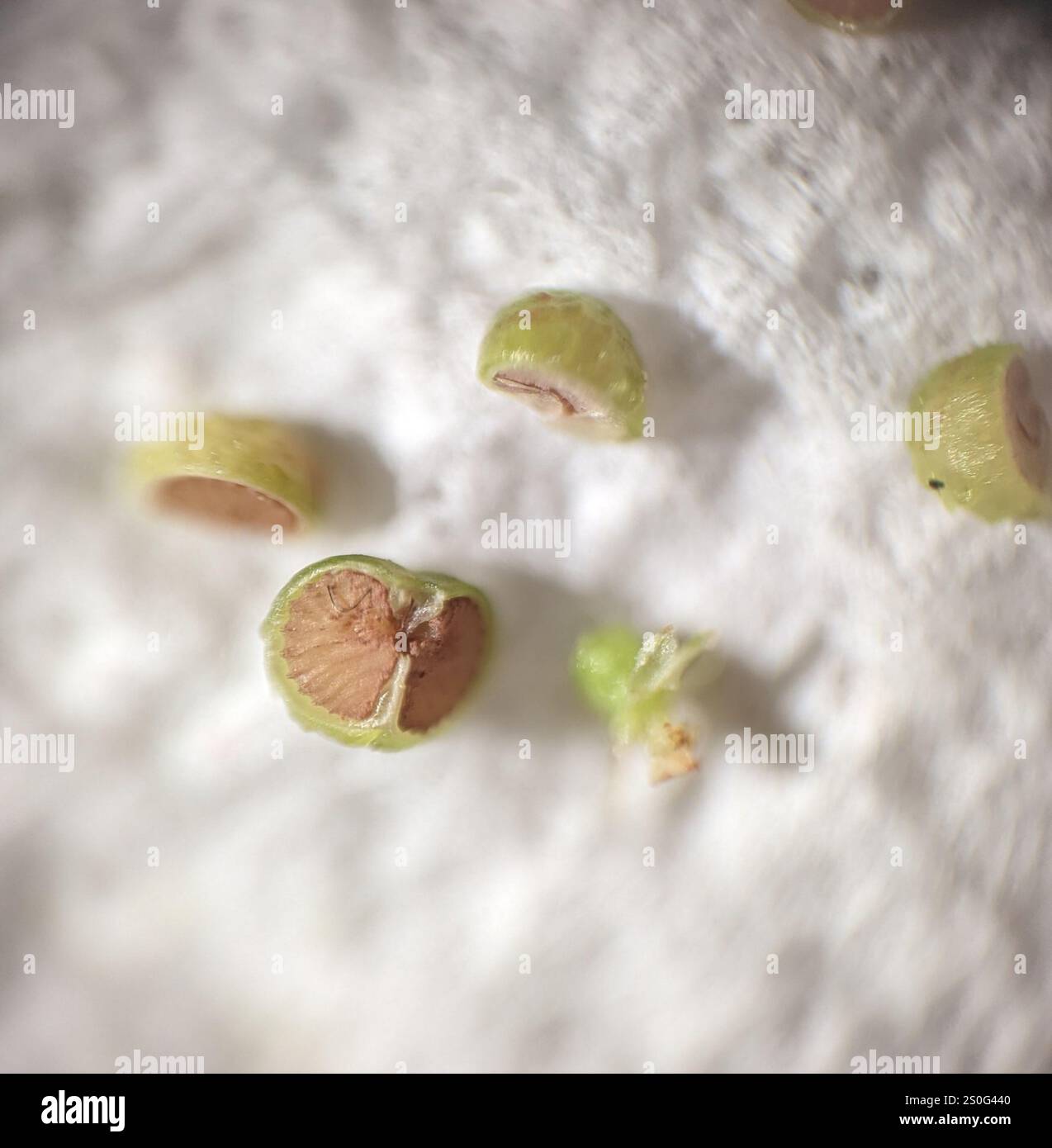 Chamberbitter (Phyllanthus urinaria Stock Photo - Alamy