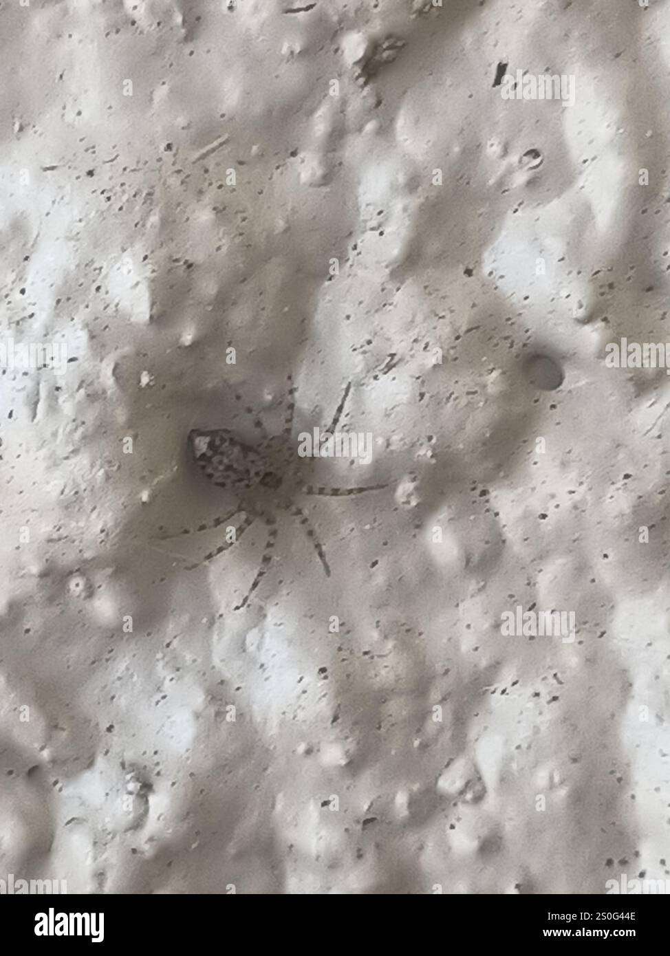 Wall Spiders (Oecobius Stock Photo - Alamy