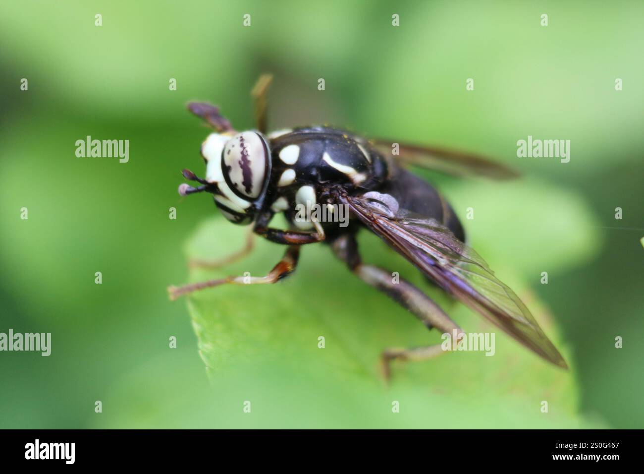 Bald-faced Hornet Fly (Spilomyia fusca Stock Photo - Alamy
