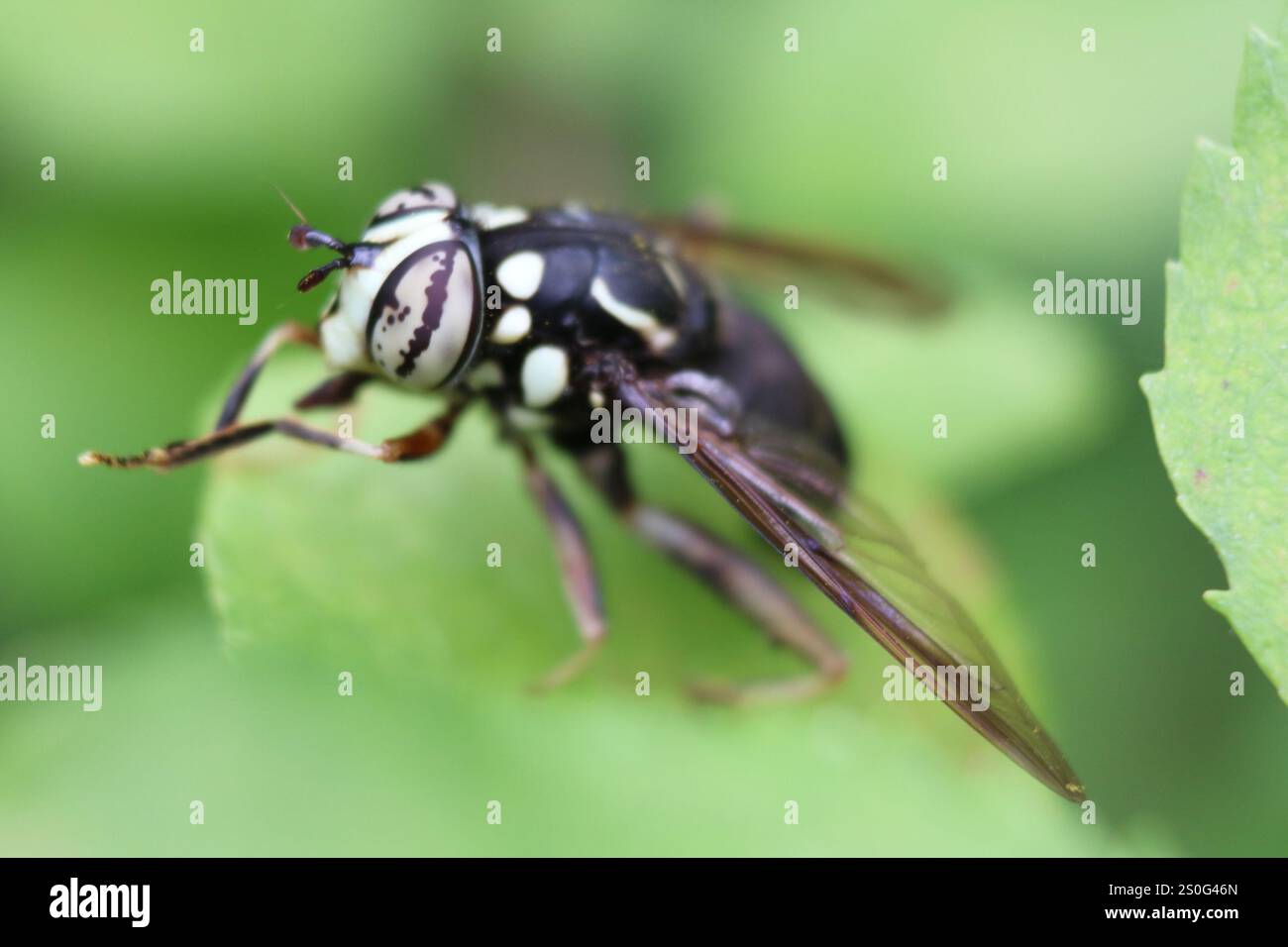 Bald-faced Hornet Fly (Spilomyia fusca Stock Photo - Alamy