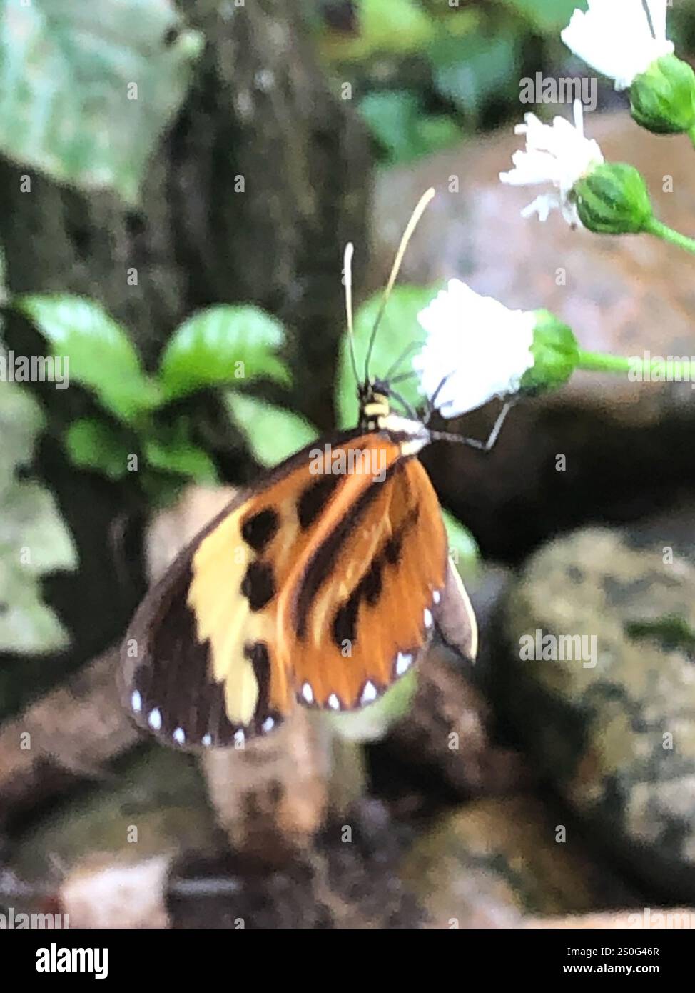 Tutia hi-res stock photography and images - Alamy