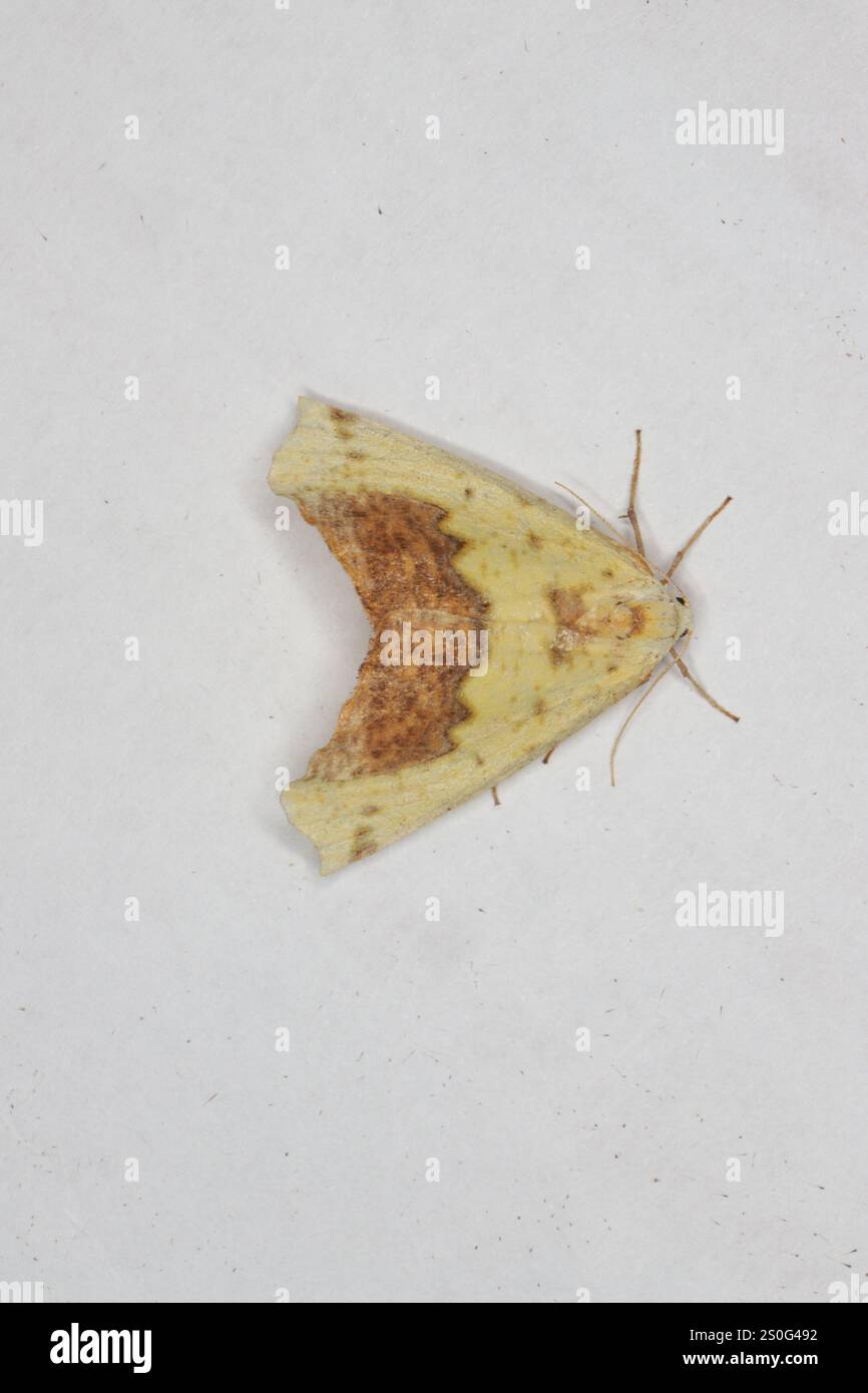 Sharp-lined Yellow (Sicya macularia Stock Photo - Alamy