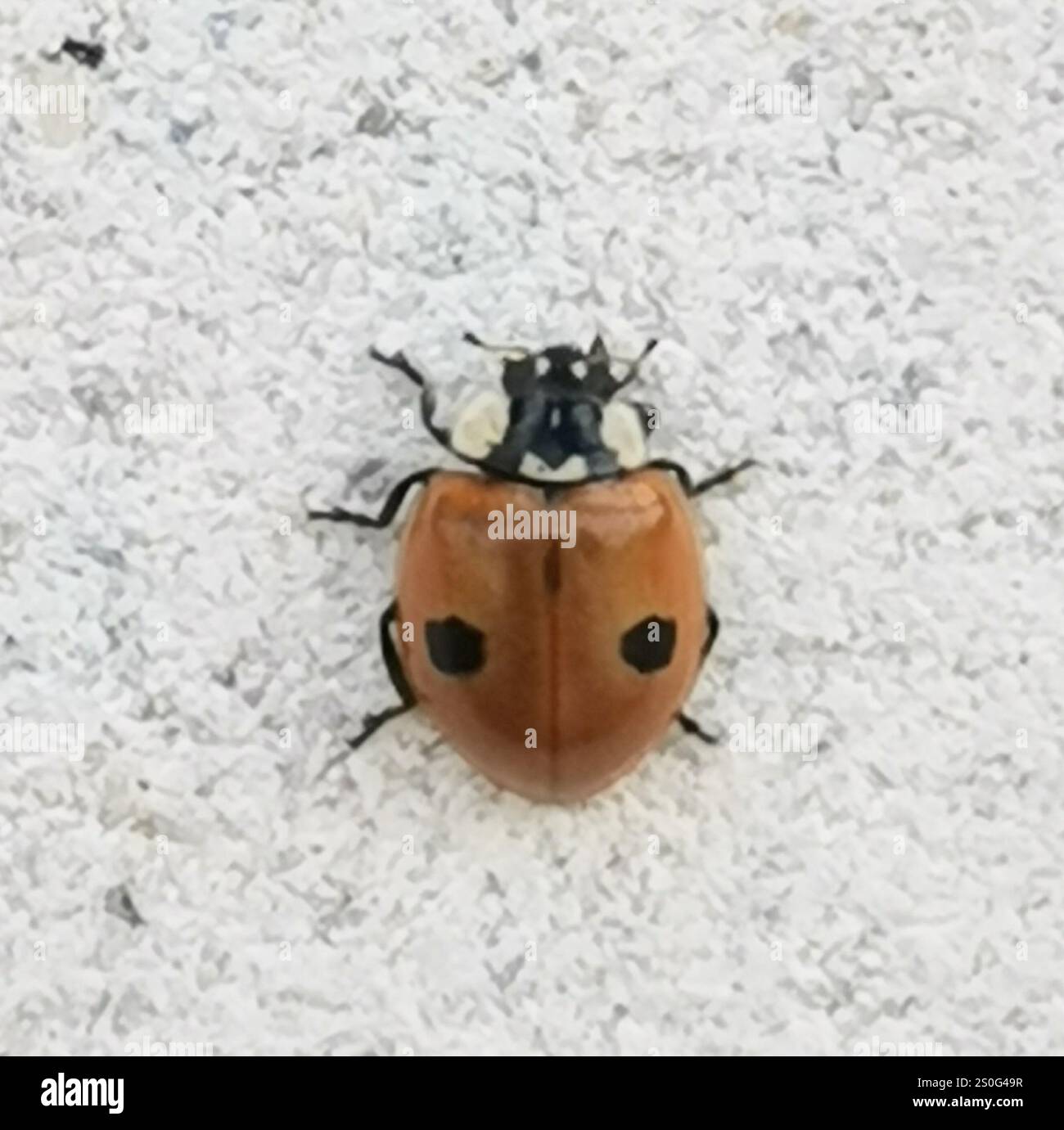 Two-spotted Lady Beetle (Adalia bipunctata Stock Photo - Alamy