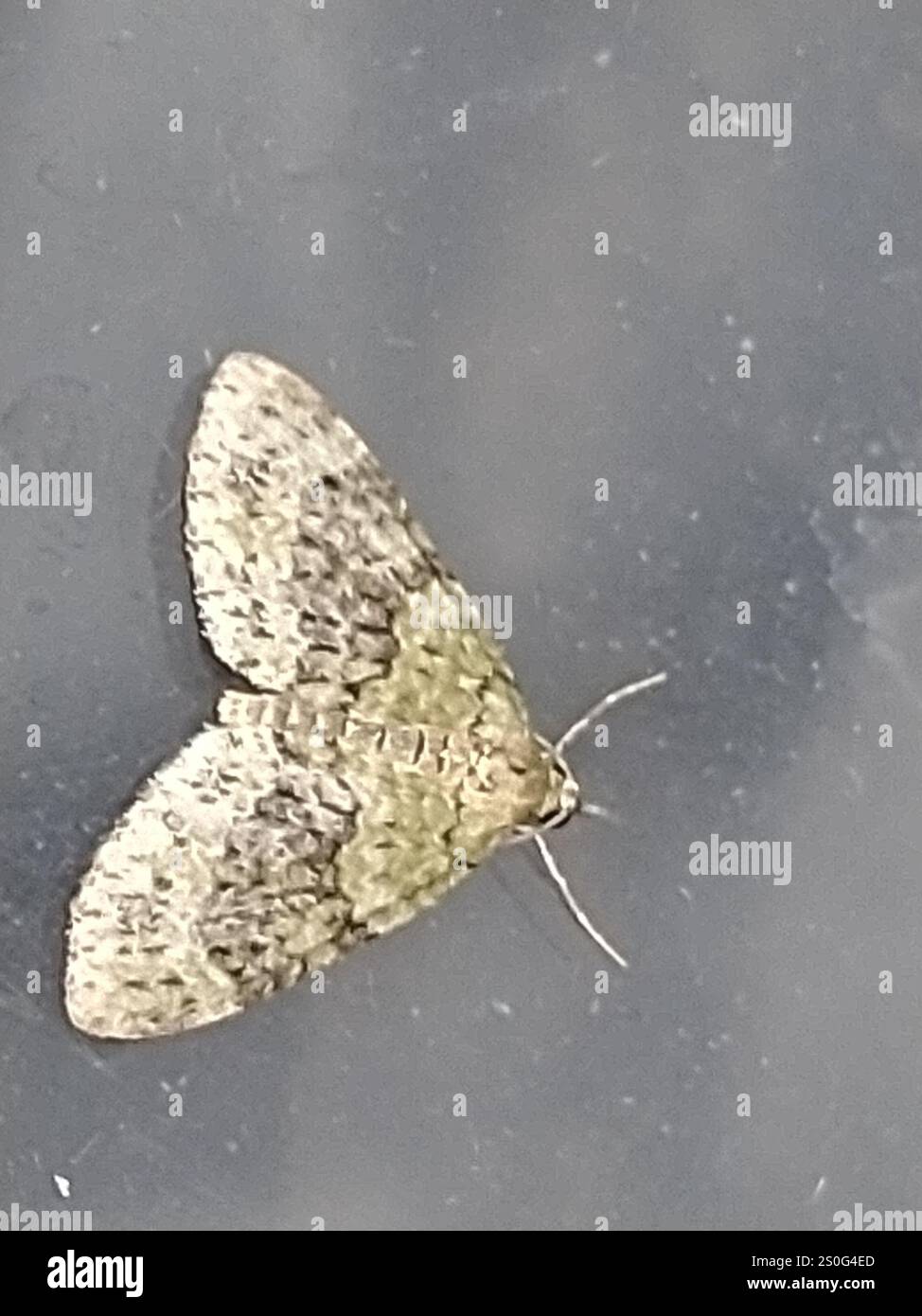 Yellow-barred Brindle (Acasis viretata Stock Photo - Alamy