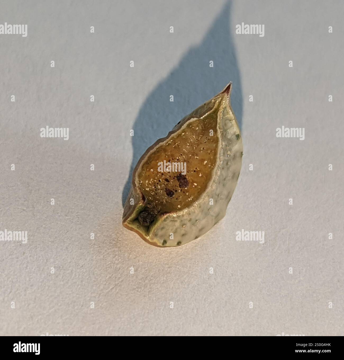 Skiff Moth (Prolimacodes badia Stock Photo - Alamy