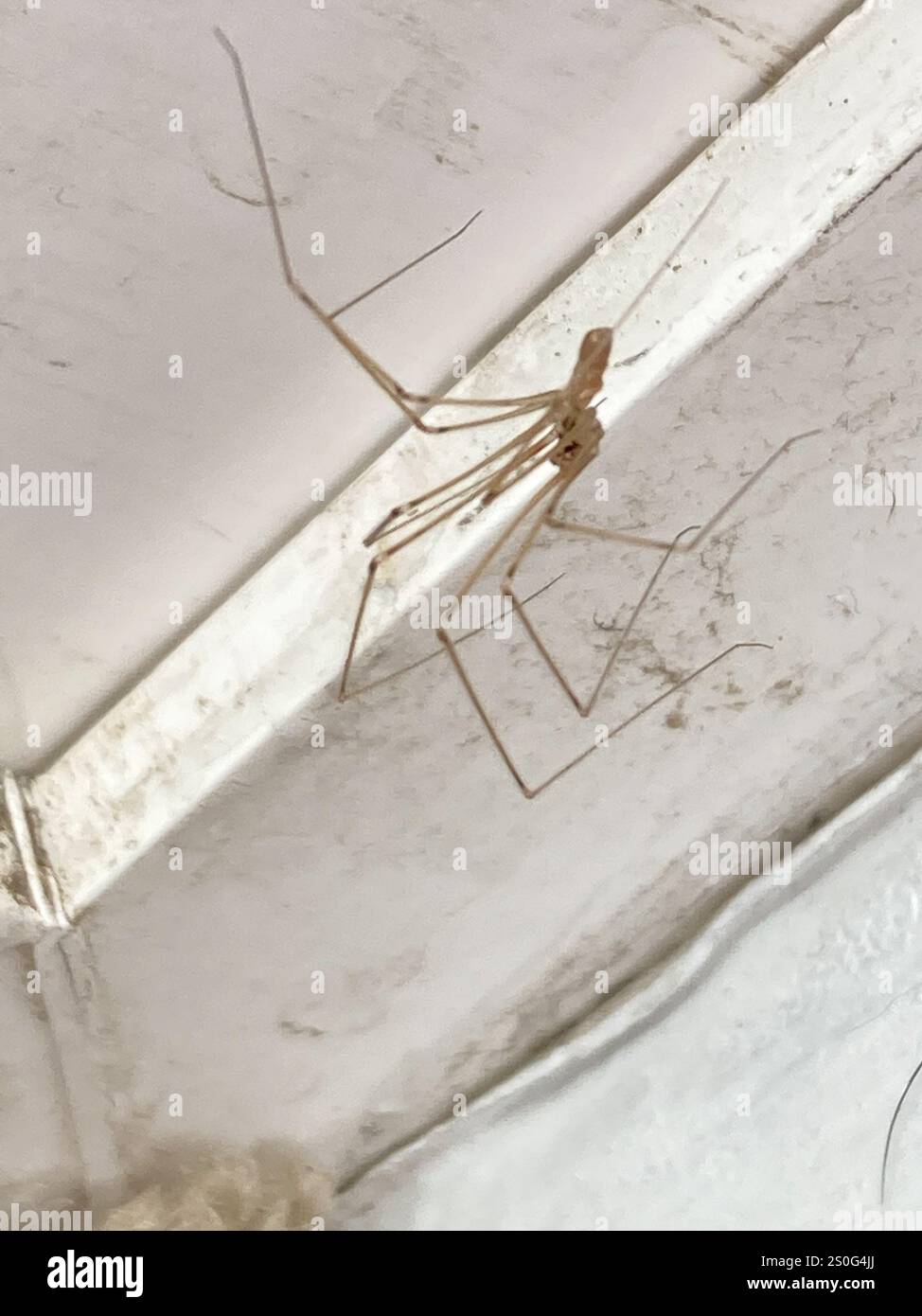 Long-bodied Cellar Spider (Pholcus phalangioides Stock Photo - Alamy