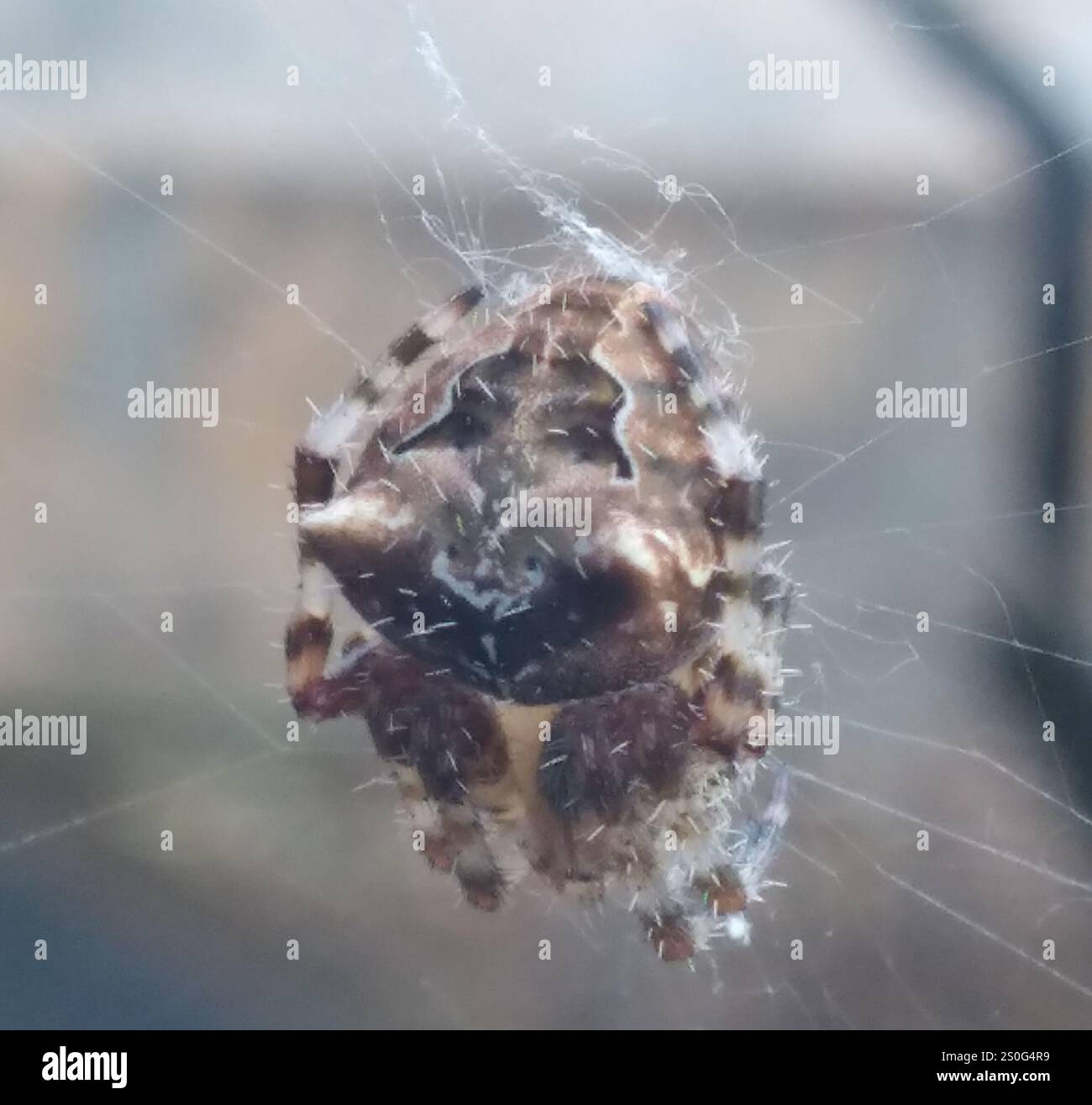 Cat-faced Orbweaver (Araneus gemmoides Stock Photo - Alamy