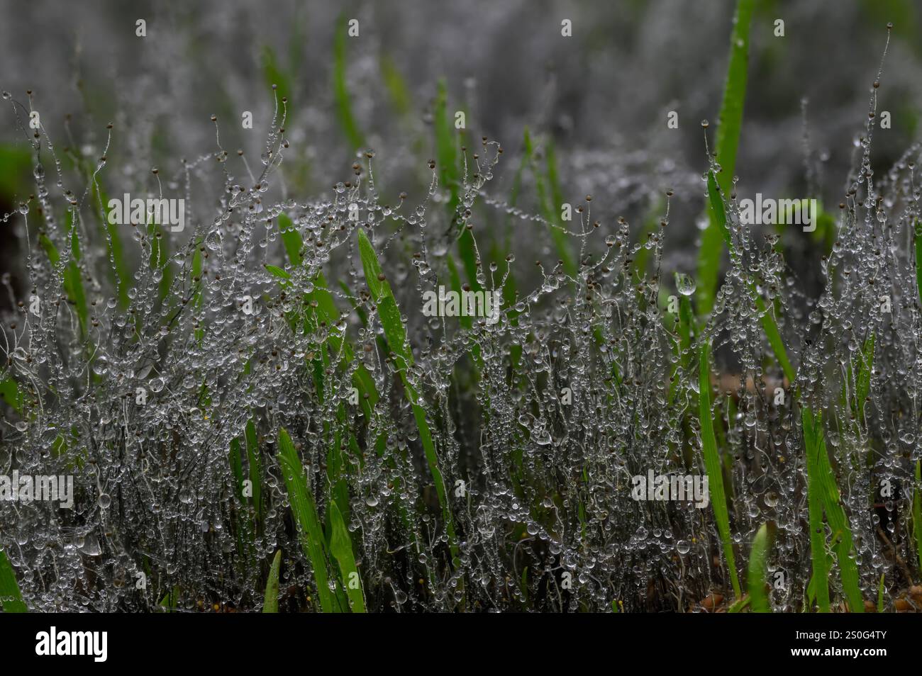 Pin Mould species (Mucorales) growing on a dung heap, covered in rain ...